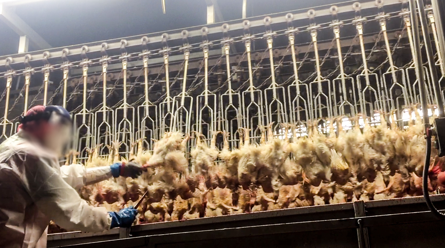 Agriculture Department fails to require humane poultry handling ...