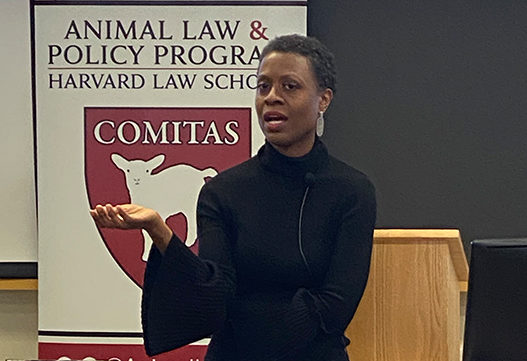 Animal Law & Policy Program Summer 2020 Newsletter – Harvard Law School ...