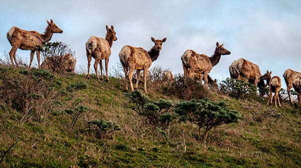 Clinic Seeks Emergency Relief for Tule Elk as Case Heads to Federal ...