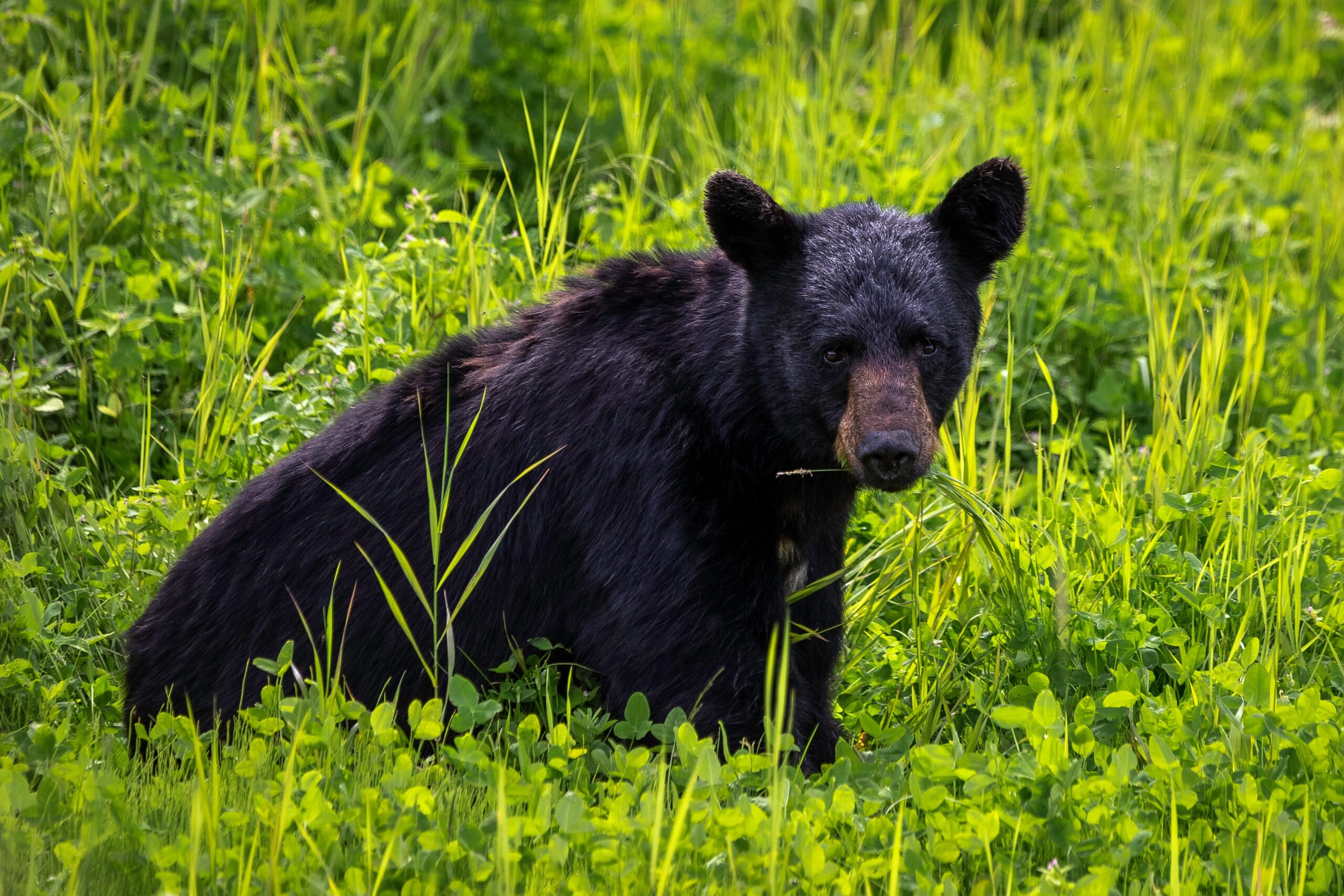 New Jersey Black Bear Hunt Cancelled – Harvard Law School Animal Law ...