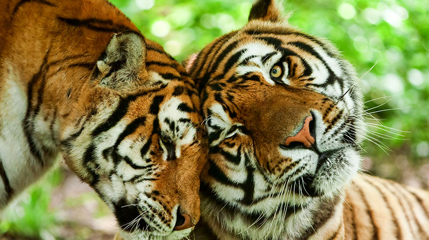 New Avenues for Animal Advocacy – Harvard Law School Animal Law ...