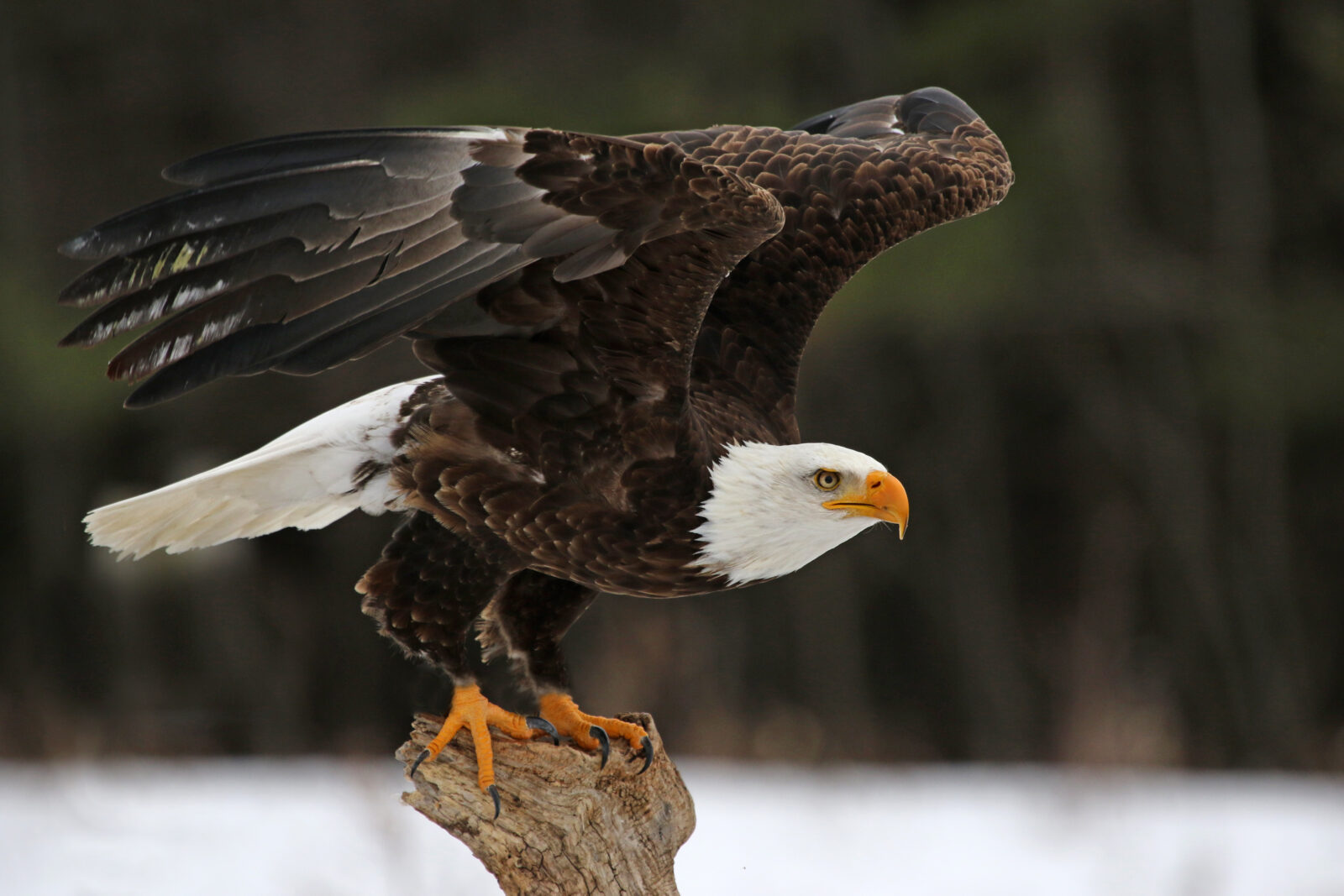 Harvard Law School Animal Law & Policy Clinic