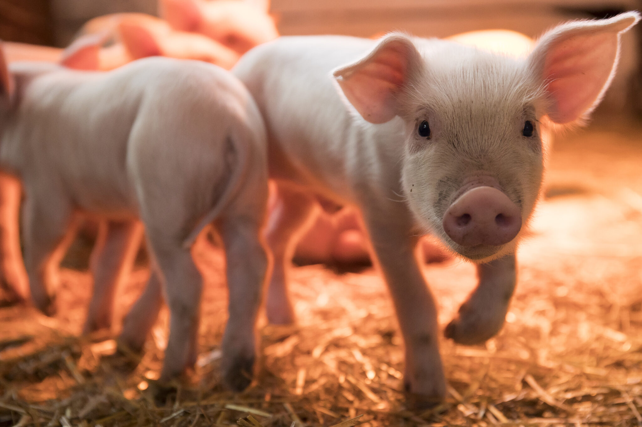 Harvard Law School Animal Law & Policy Clinic